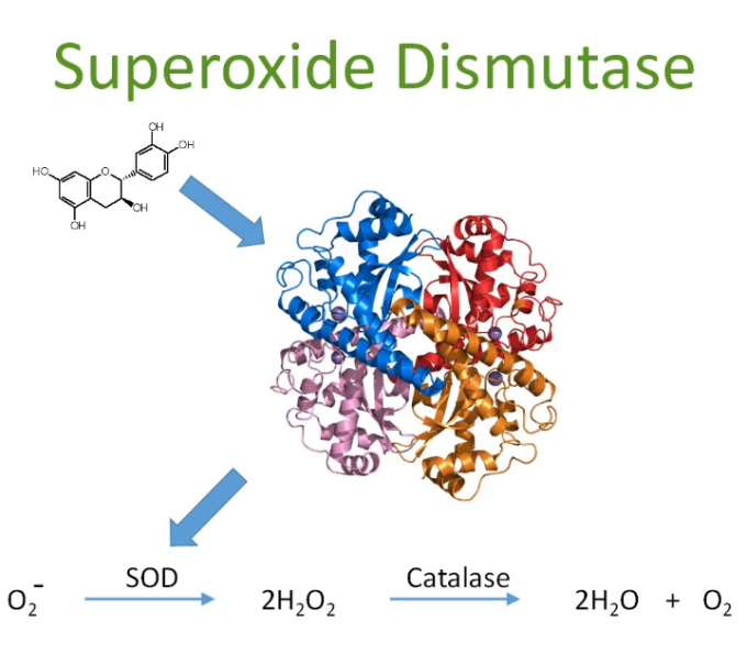 Skin Protection 99% SOD Superoxide Dismutase Anti Aging